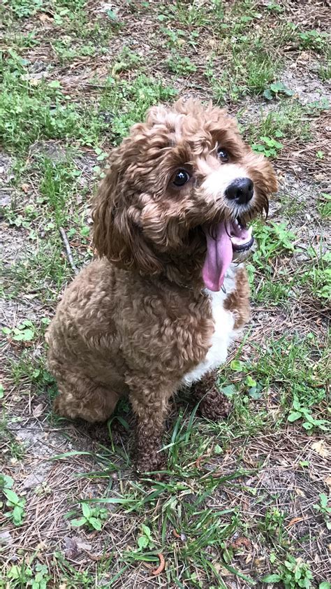 355 Best Rcockapoo Images On Pholder Can I Get Some Fs In The Chat