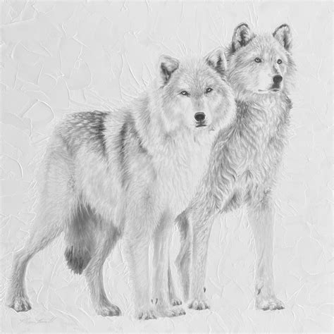 Winter Wolves Ryellowstone