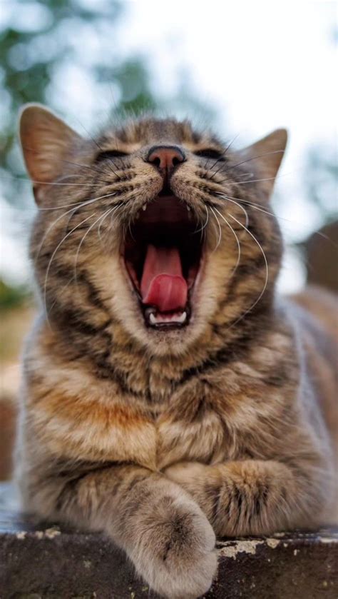 Cat Yawning Cute Cute Cat Yawn Cat Open Mouth Reference Cat Faces