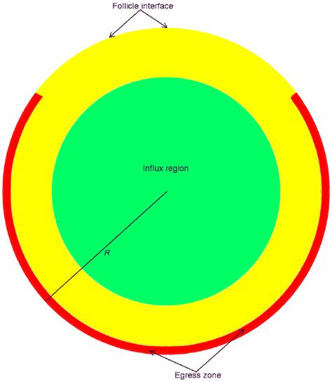 Regions Of The Spherical ‘‘blob Representing The Paracortical T Zone
