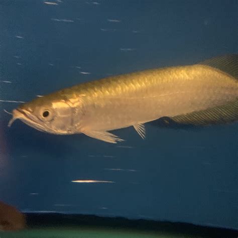 Arowana Fish Exotic Fish Shop