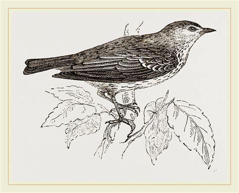 Tree Pipit Drawing By Litz Collection Fine Art America