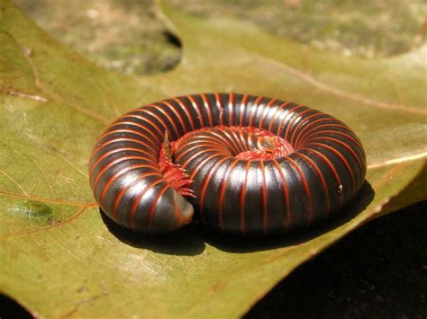 Free Millipede Pictures 100 Millipede Pictures For Free