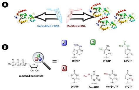 Jena Bioscience Gmbh Nucleoside Base Modifications Stratech Scientific Ltd Posted On The