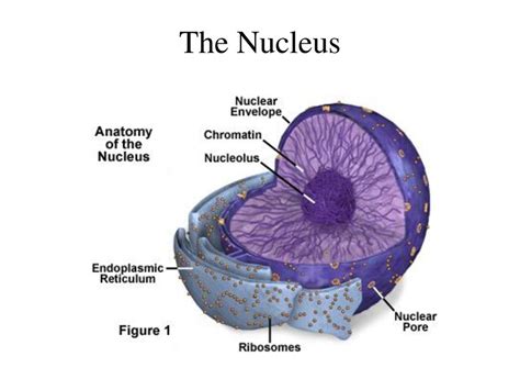 Bio A Explain The Characteristics Common To All Organisms Ppt Download