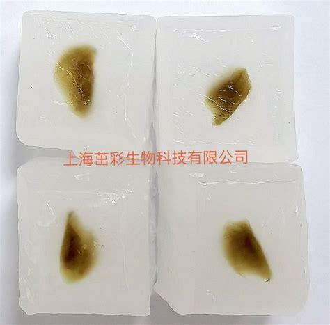 Zc1008 组织石蜡包埋 上海茁彩生物科技有限公司