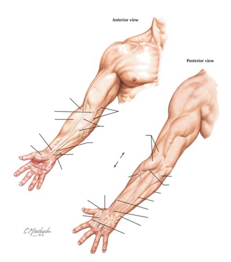 Ch 5 Topographic Anatomy Forearm Diagram Quizlet