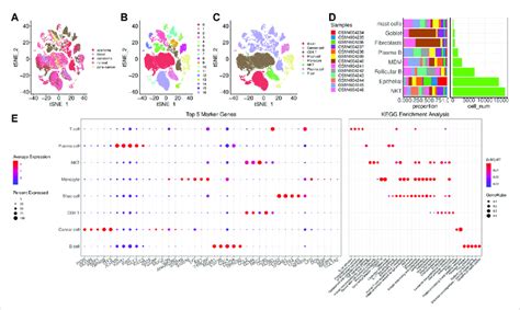 Screening For Cell Subpopulations And Marker Genes A Tsne Diagrams