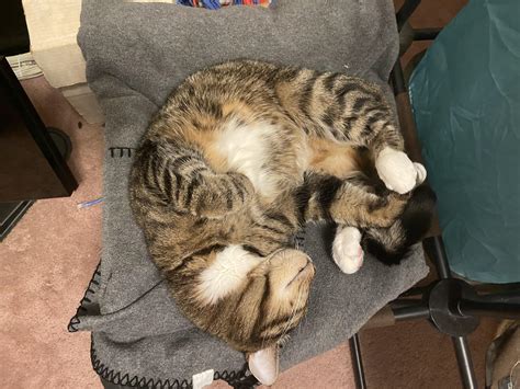 Love When He Lays Like This And Lets Me Rub His Belly R