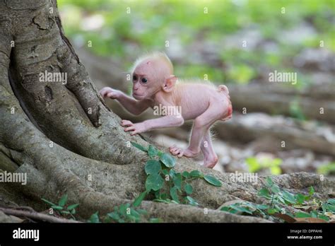 Infant Stump Tailed Macaque Macaca Arctoides Infants Are Born White