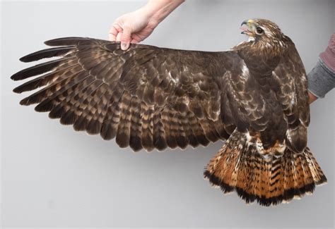 Red Tailed Hawk Wings