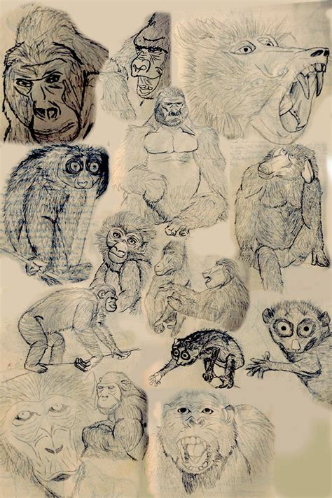 Primates By Justincolombini On Deviantart