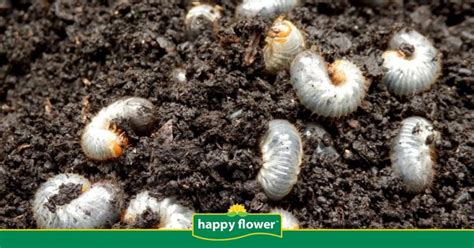 Cómo Combatir A La Gallina Ciega Consejos Happy Flower