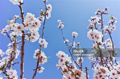 Almonds Tree Blossom Springtime In Orchard Nature Background With Blue