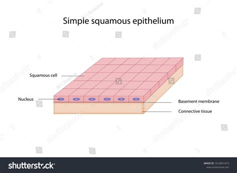 Education Chart Of Squamous Epithelium Shows Shape And Size Of Cell