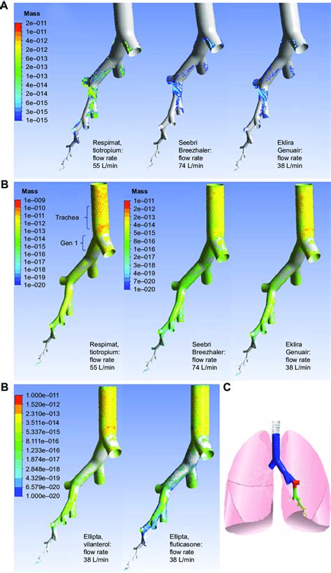 Particle Deposition Results Of Cfd Simulations And Receptor Densities