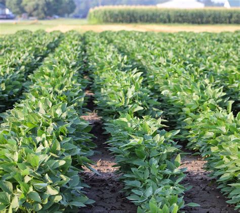 Soybean Station