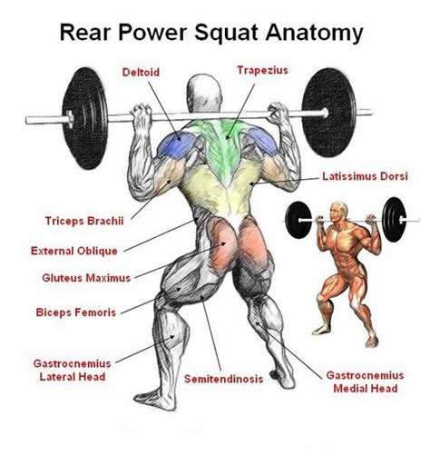 Squats Barbell Muscles Worked At Kathaleen Velasquez Blog