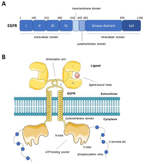 Schematic Representation Of Human Egfr Structure And Domains A