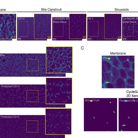 Applications Of Cyclegan For Tissue Microstructure Predictions A 2d Download Scientific