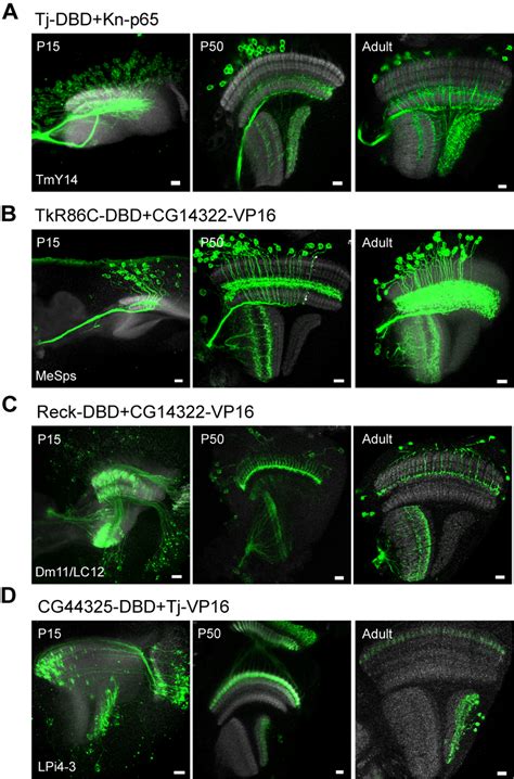 Developmental Characterization Of Selected Genespecific Split Gal4