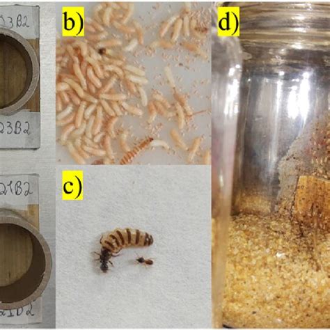 Termite Test A Setup For Dry Wood B Dry Wood Termite C