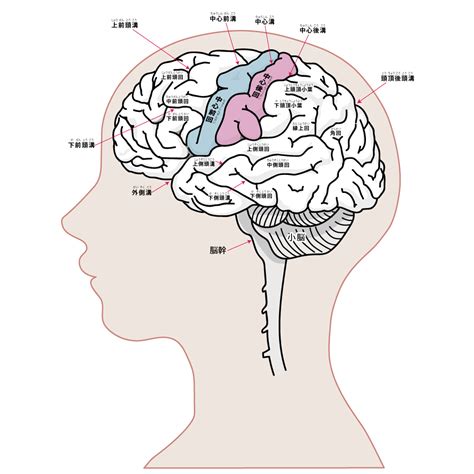 脳について学ぼうー中心後回 Minamata Disease