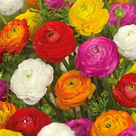 Buy Ranunculus Assorted Tasc