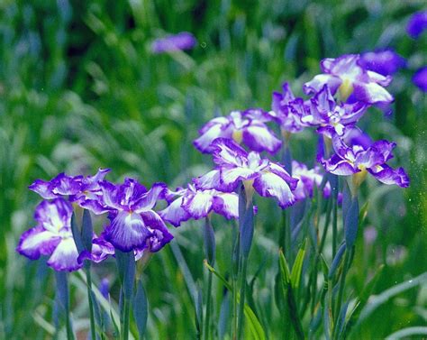 あやめ 花の写真日記 Kurihiroi S Blog