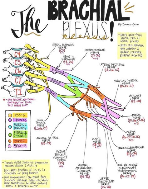 Brachial Plexus Medizzy