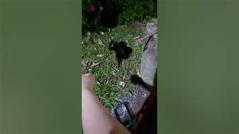 仔仔玩逗貓棒 Youtube