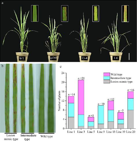 T 1 Transgenic Complementation Plants A Phenotype Of Wt Spl40 And T 1