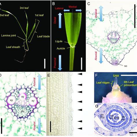 The Narrow Leaf Phenotype Of Barley Narrow Leafed Dwarf1 Nld1 Mutant Download Scientific
