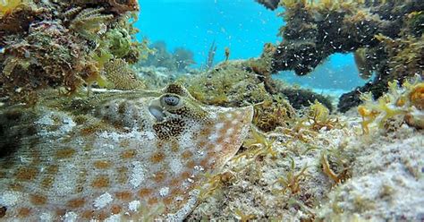 Yellow Stingray Belize Imgur