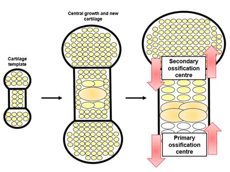 A Key Molecule For Embryonic Bone Development Is Dysregulated In Cancer Atlas Of Science