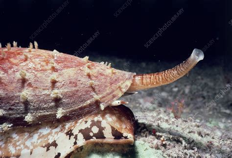 Poisonous Geography Cone Shell Stock Image C0175491 Science