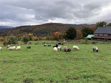 The Salt Stones Author Qanda With Helen Whybrow Milkweed Editions