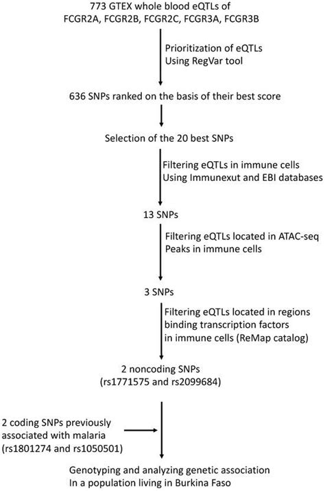 Mathieu Adjemout On Linkedin A Non Coding Fc Gamma Receptor Cis