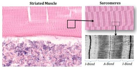 Structure Of Sarcomere Band Things Under A Microscope Physiology