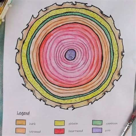 Tree Anatomy The Parts Of Trees And Their Functions