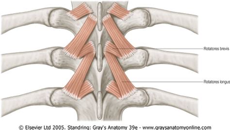 Transversospinalis Flashcards Quizlet
