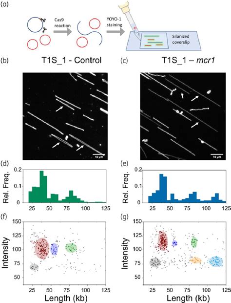 A Schematics Of The Cut And Stretch Microscopy Assay Plasmids Download Scientific Diagram