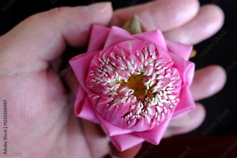 Lotus Is Compared To The Cycle Of Birth Death And Rebirth Lotus