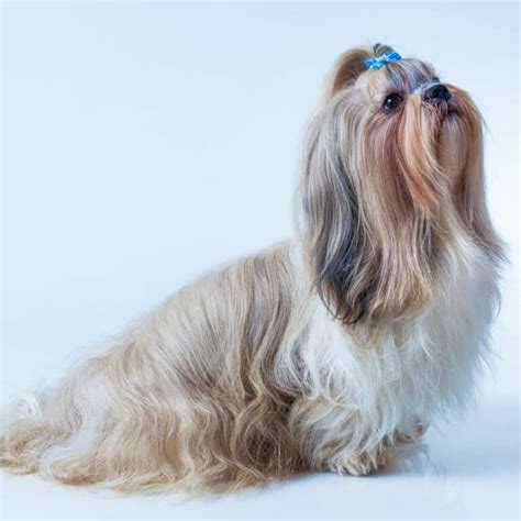 Top Shih Poo Haircuts And Diy Shih Poo Grooming Tips