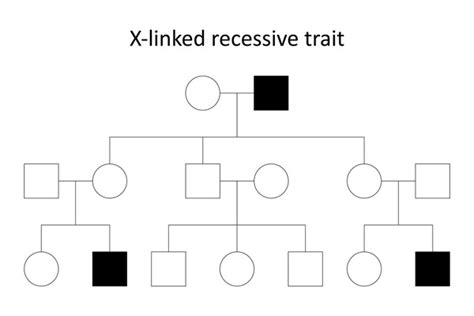 76 Dominant Trait Recessive Trait Stock Vectors And Vector Art
