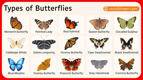 Different Types Of Butterfly Pictures