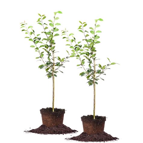 Perfect Plants 5 Gal Pineapple Pear Tree 2 Pack Thd00206 The Home Depot
