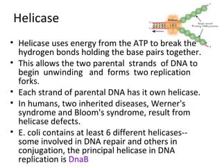 Enzymes And Proteins In Dna Replication Ppt