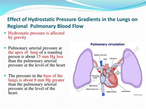 Ppt Chapter 38 Pulmonary Circulation Pulmonary Edema Pleural Fluid
