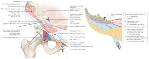 Cremasteric Fascia